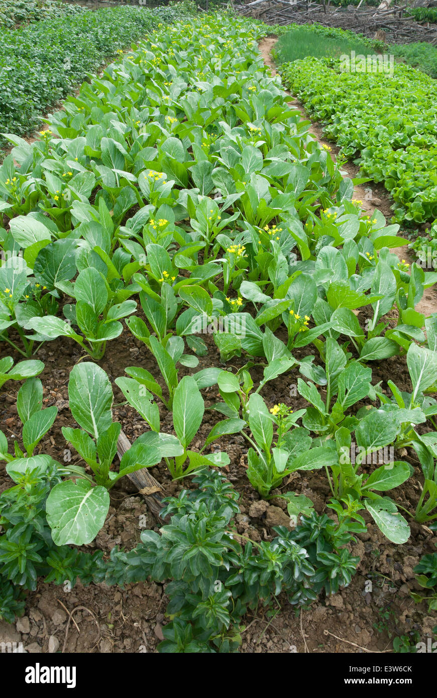 Rows of planted vegetable Stock Photo - Alamy