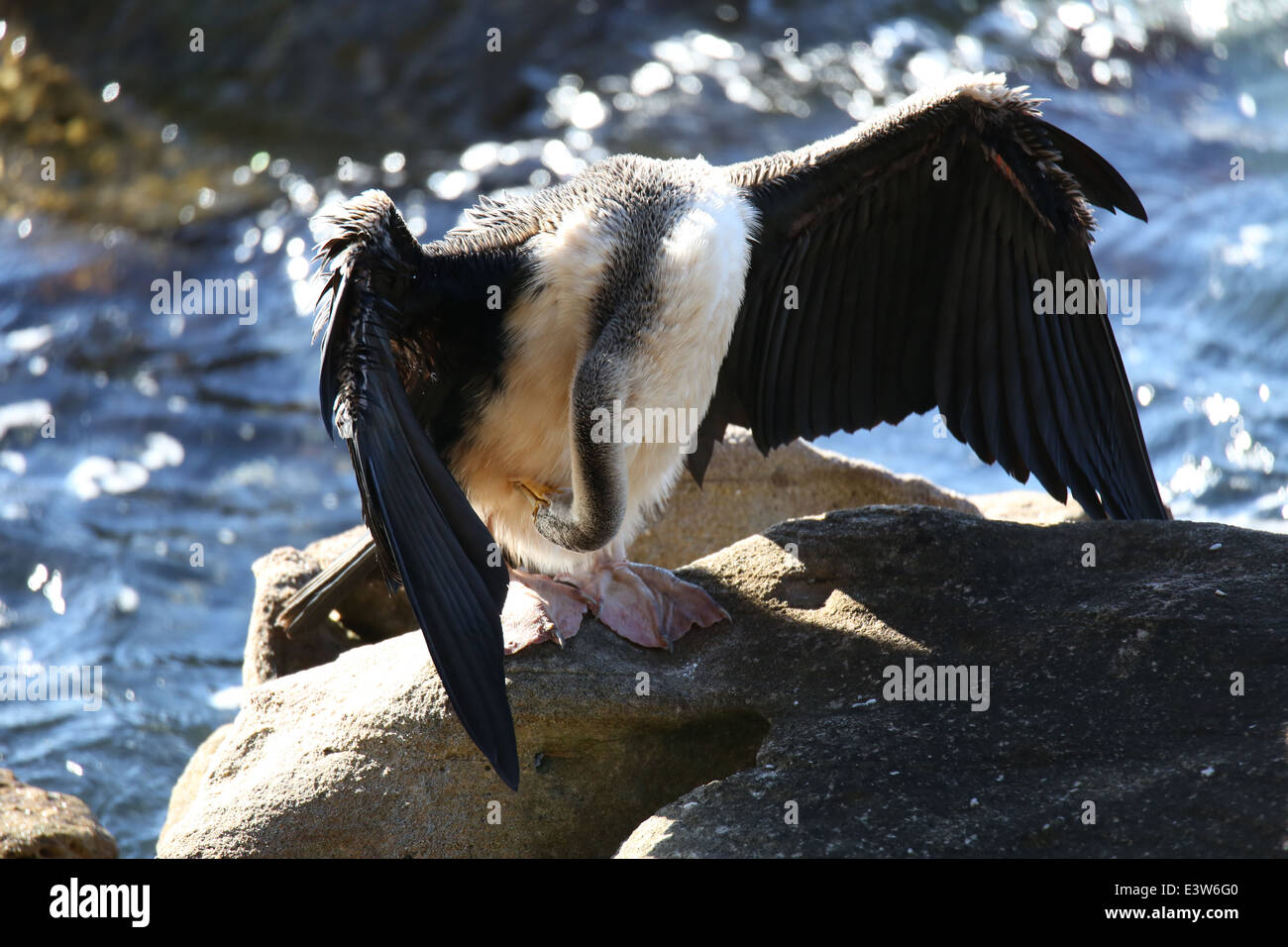 An Australasian darter (snakebird) basks in the sun to dry its wings on ...