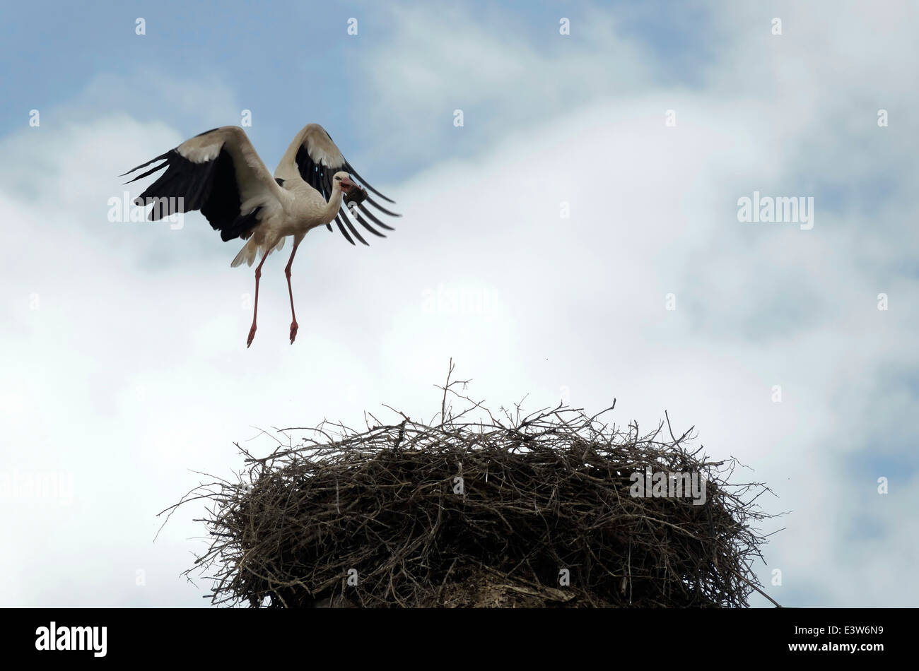 Stork in flight at cloudy sky, Batak, Bulgaria Stock Photo - Alamy
