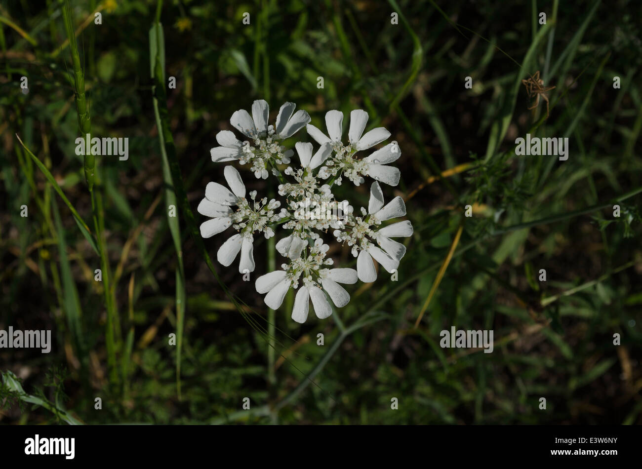 Anise flowers with drop water on green grass background Stock Photo - Alamy