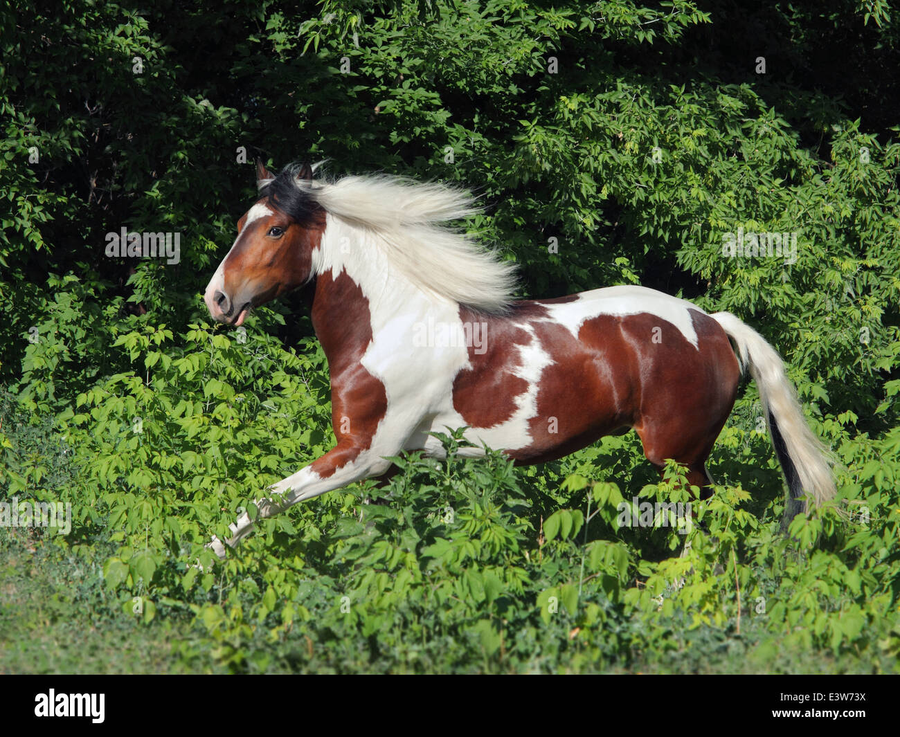 Skewbald horse hi-res stock photography and images - Alamy