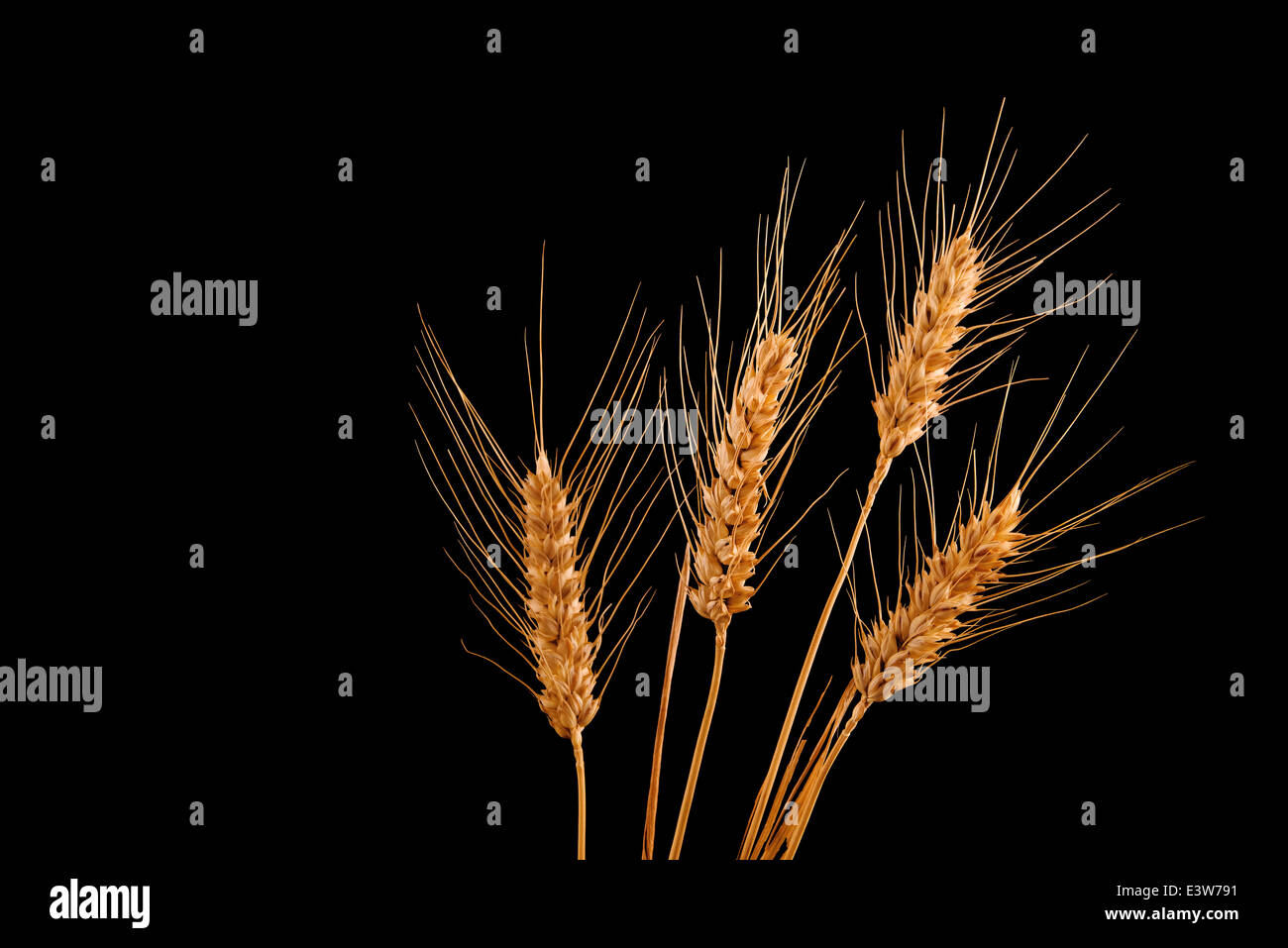 Wheat ears and straw isolated on black background with copy space ...
