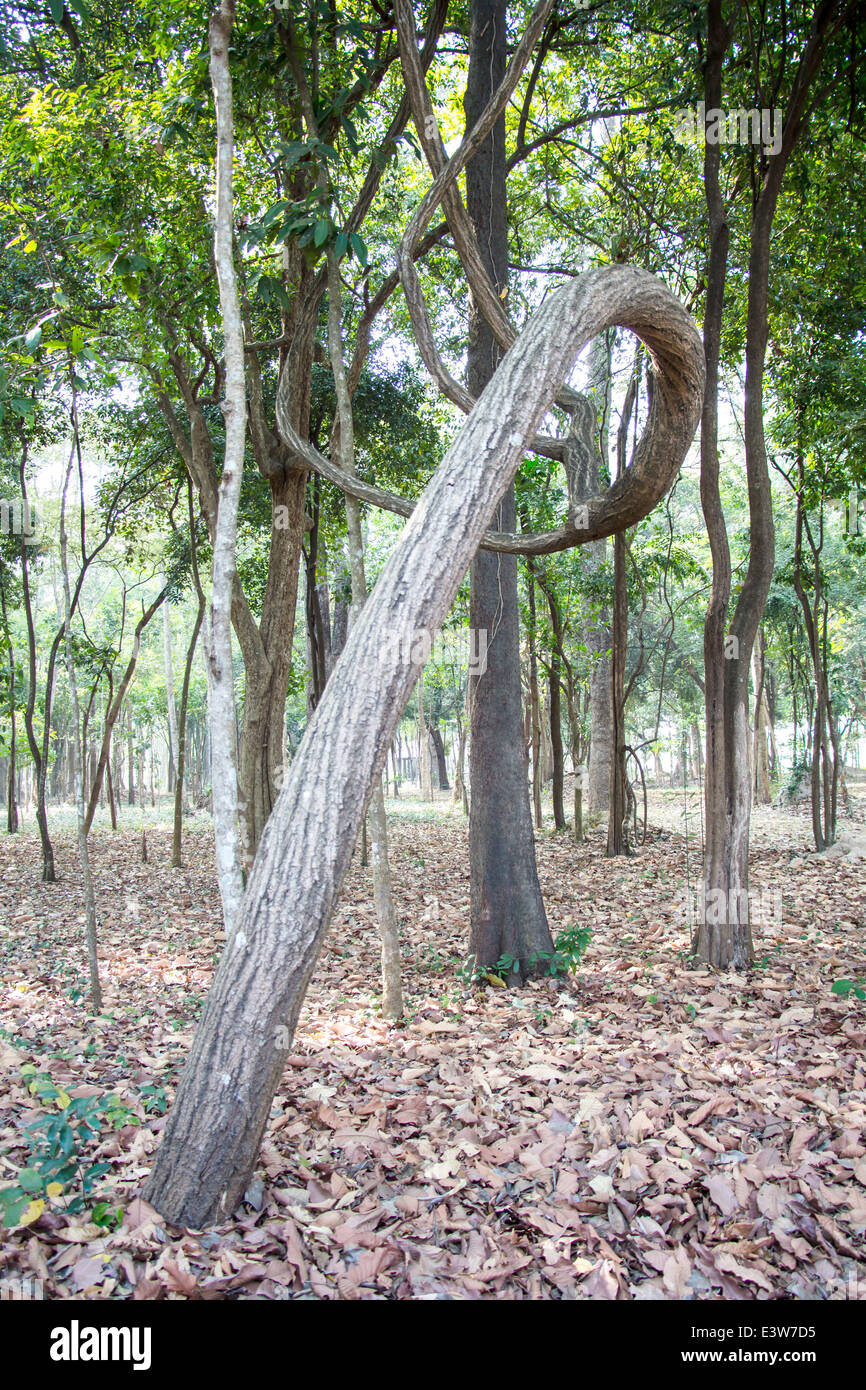 Climber plant ecuador forest hi-res stock photography and images - Alamy