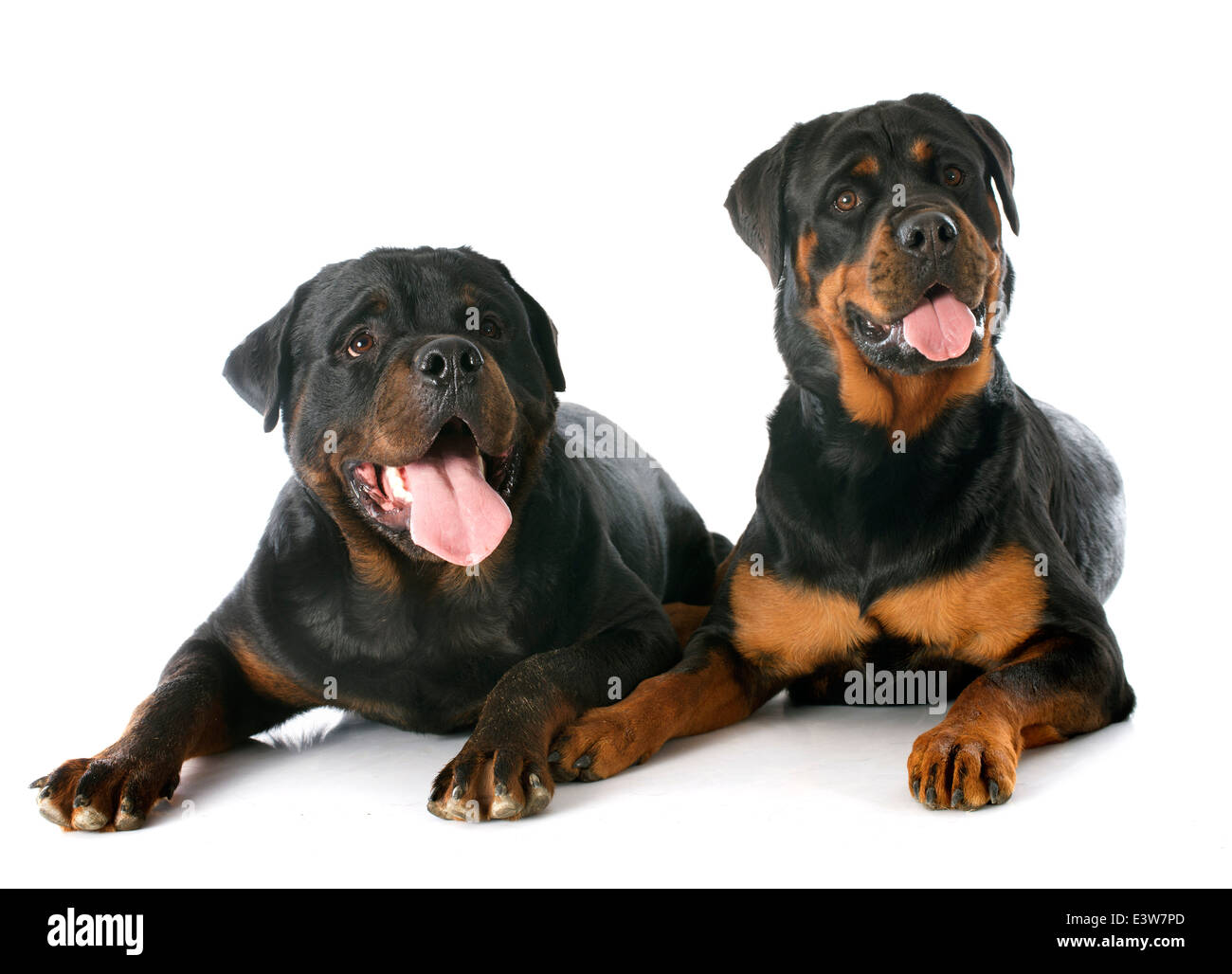 Female rottweiler hi-res stock photography and images - Alamy