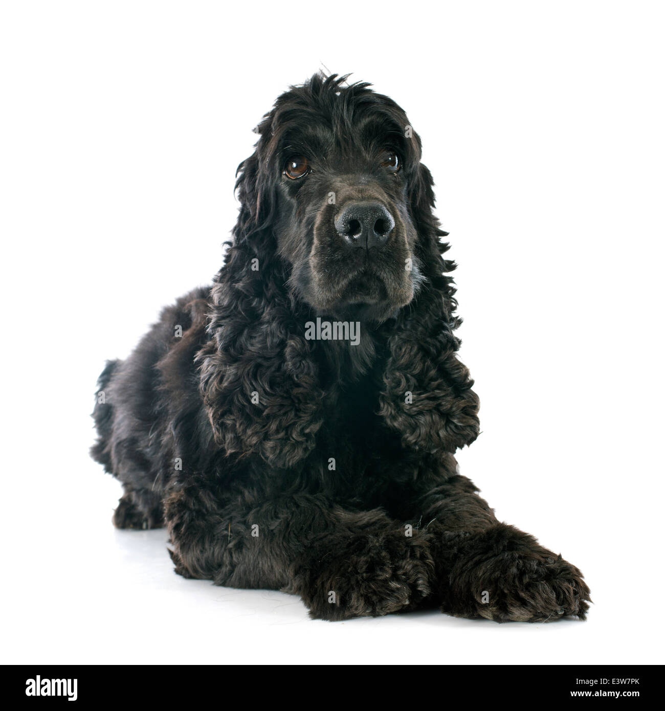 portrait of a purebred english cocker in a studio Stock Photo - Alamy