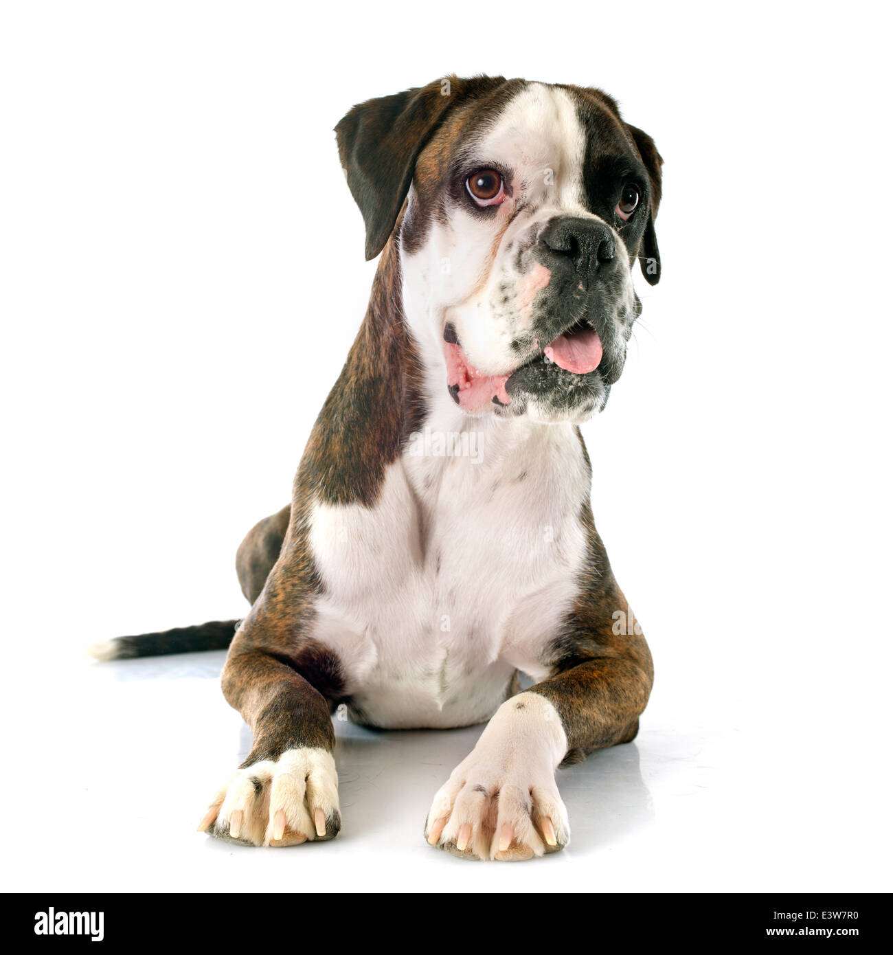 Boxer dog Cut Out Stock Images & Pictures - Alamy