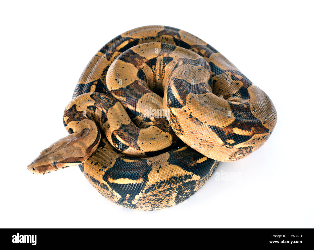 Boa constrictor in front of white background Stock Photo - Alamy