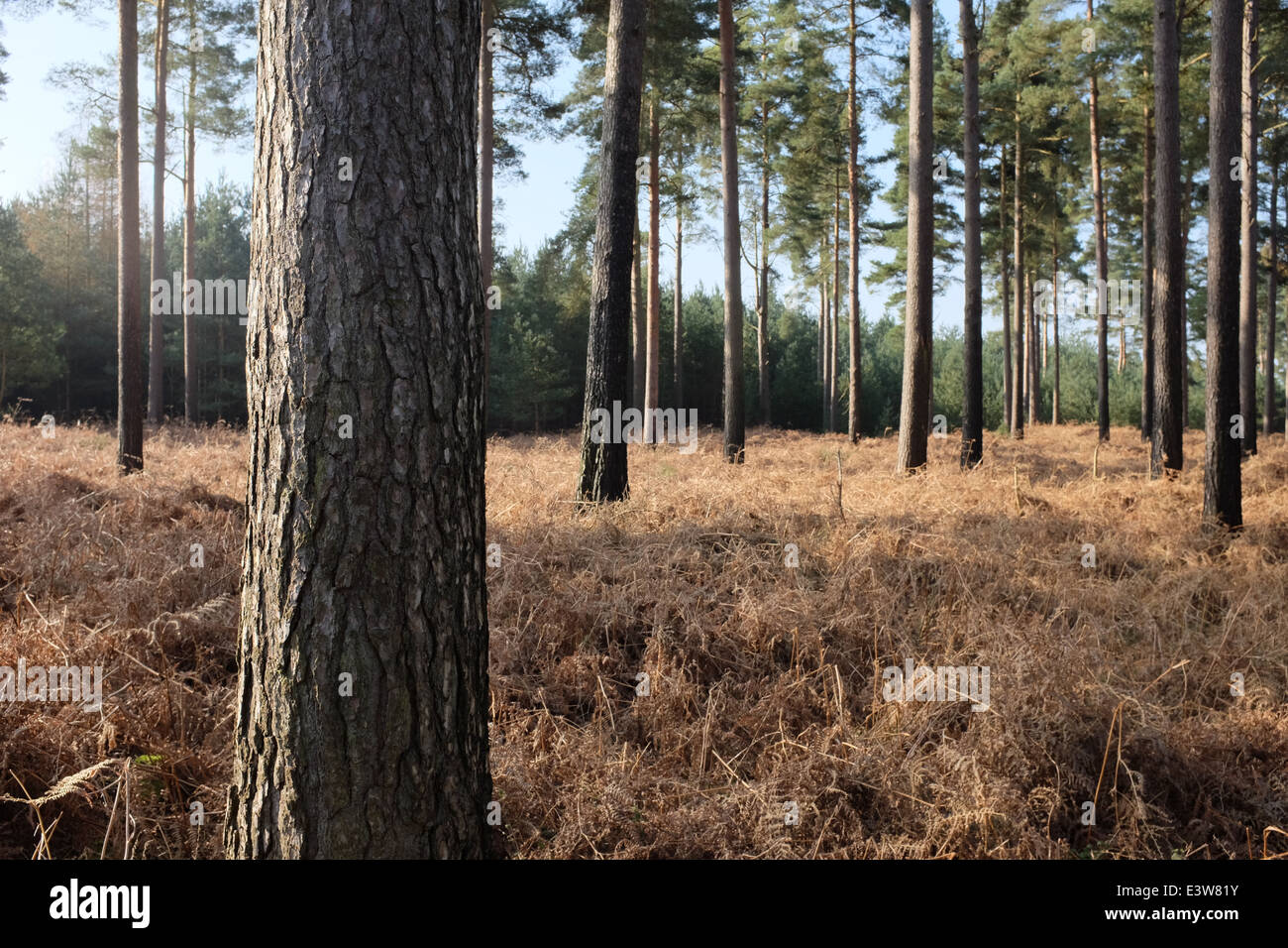 Theford Forest, Norfolk, England, UK: a stand of Scot's pine trees ...