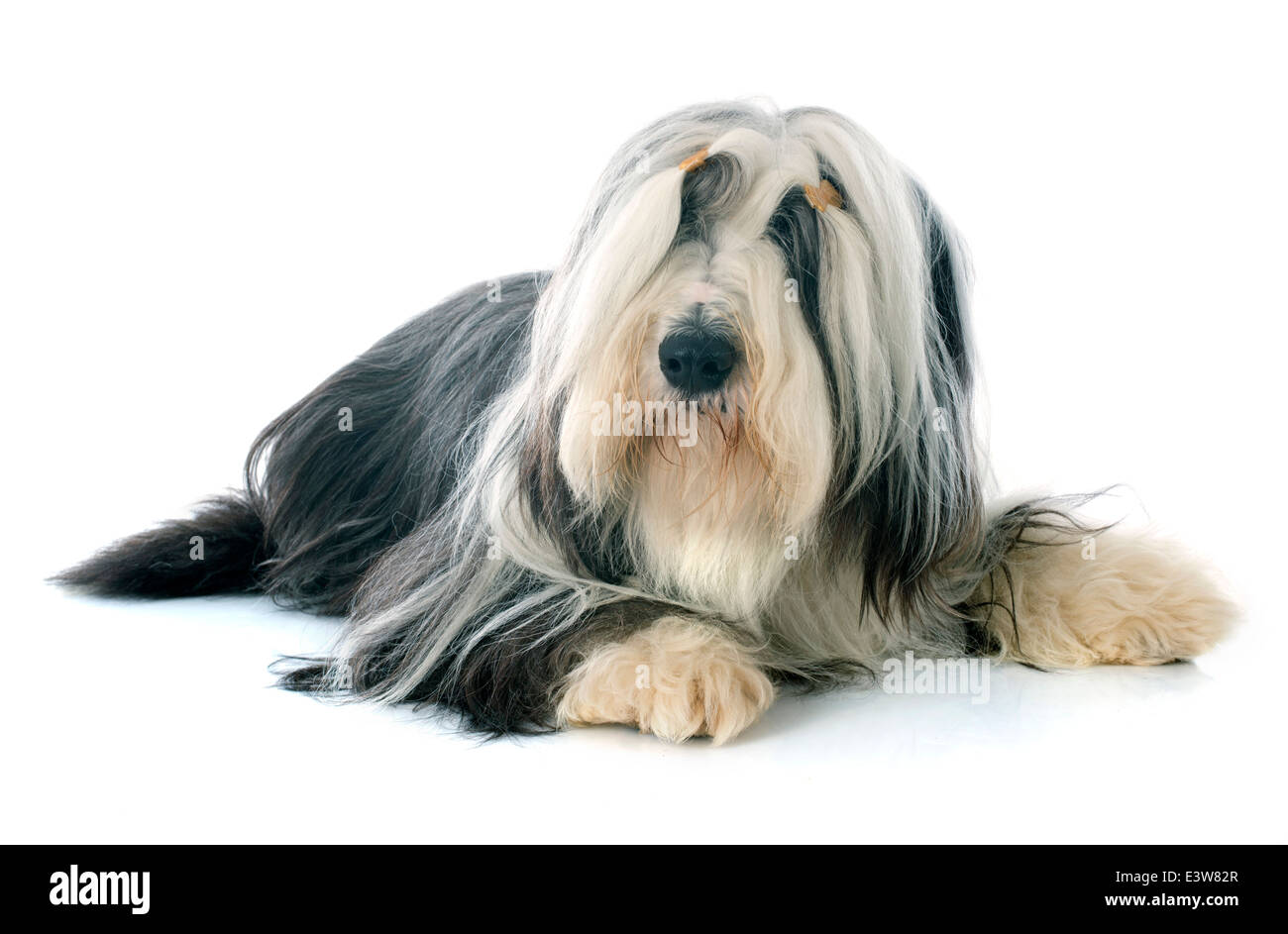 bearded collie in front of white background Stock Photo - Alamy