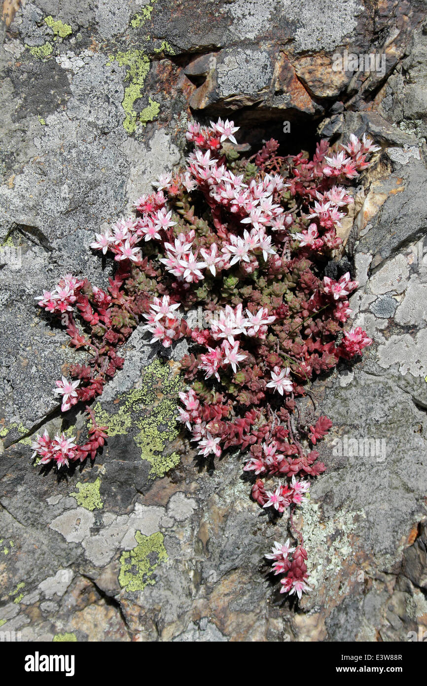 Rock stonecrop hi-res stock photography and images - Alamy