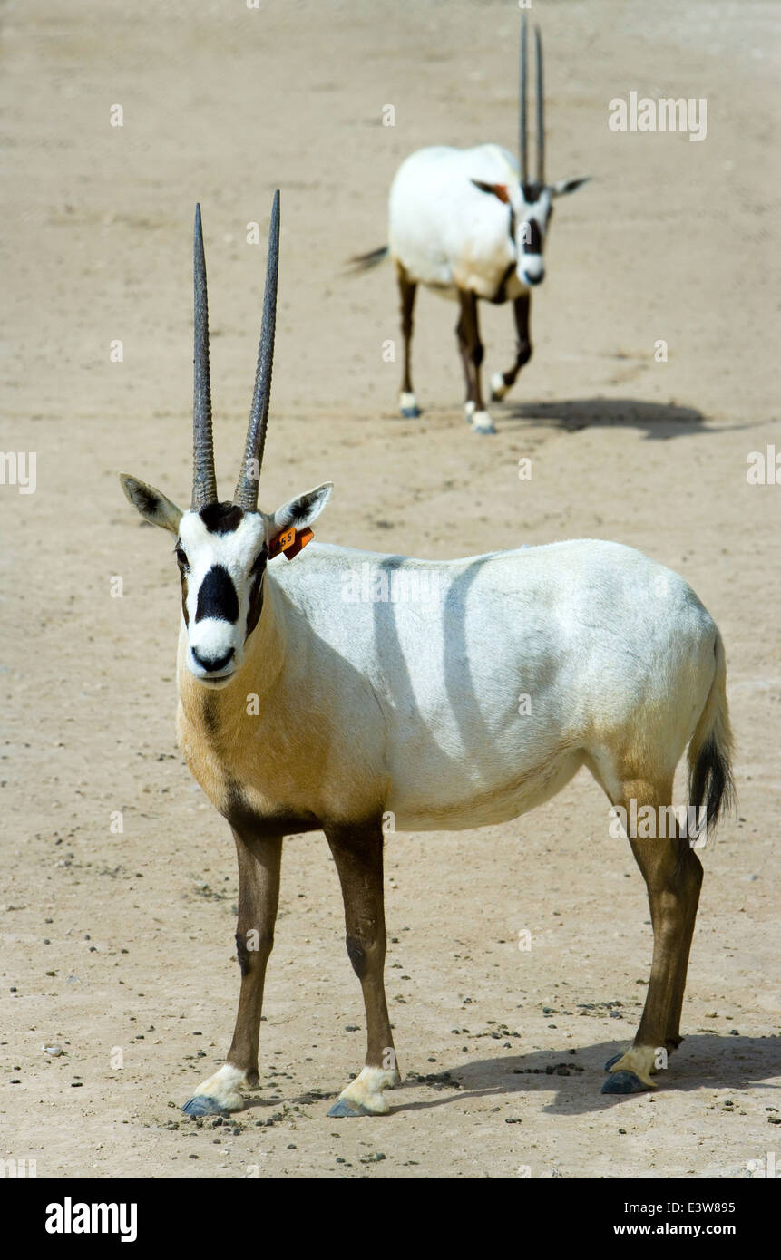 Qatar family hi-res stock photography and images - Alamy