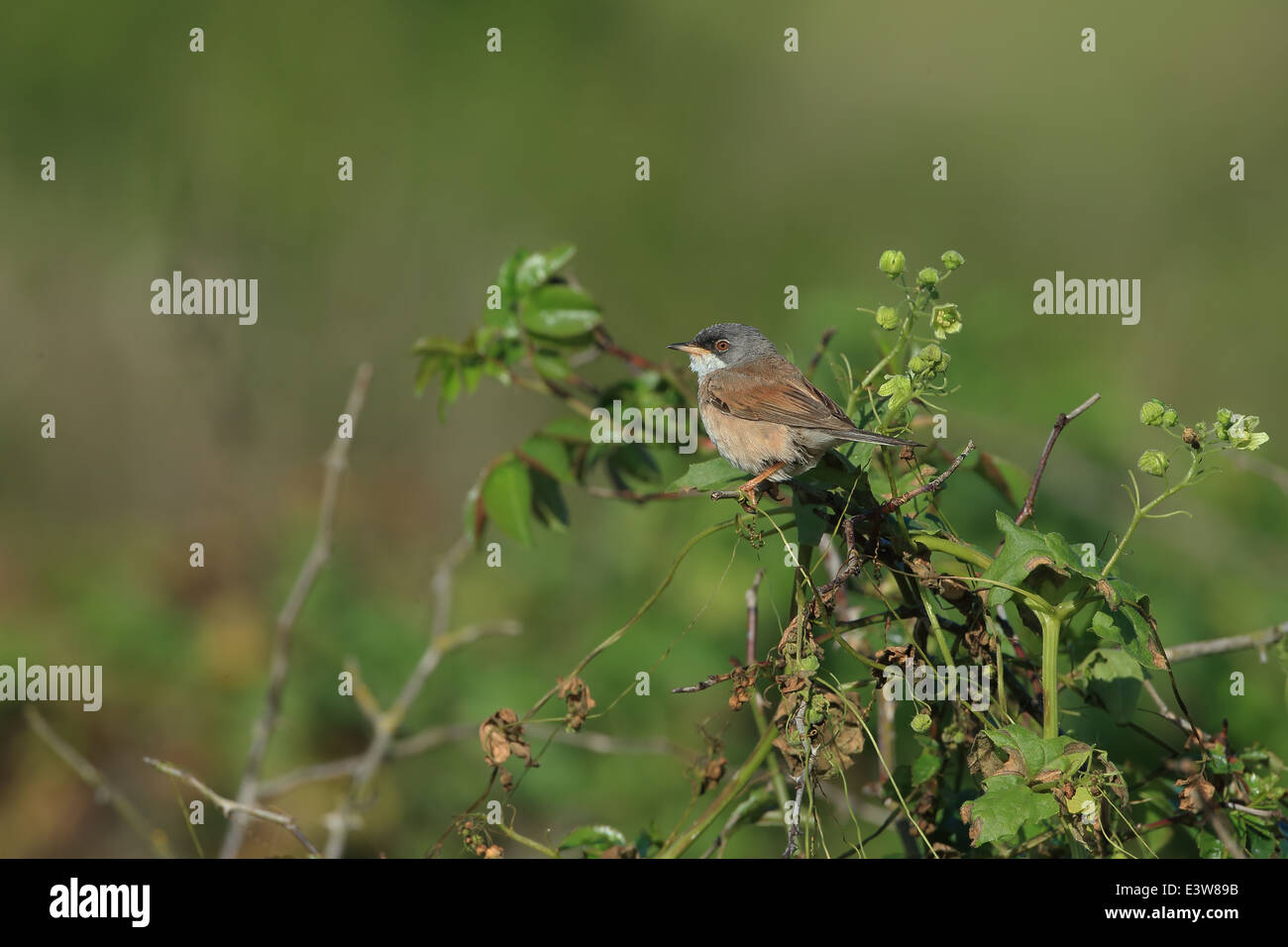 Spectacled Warbler (Sylvia conspicillata Stock Photo - Alamy