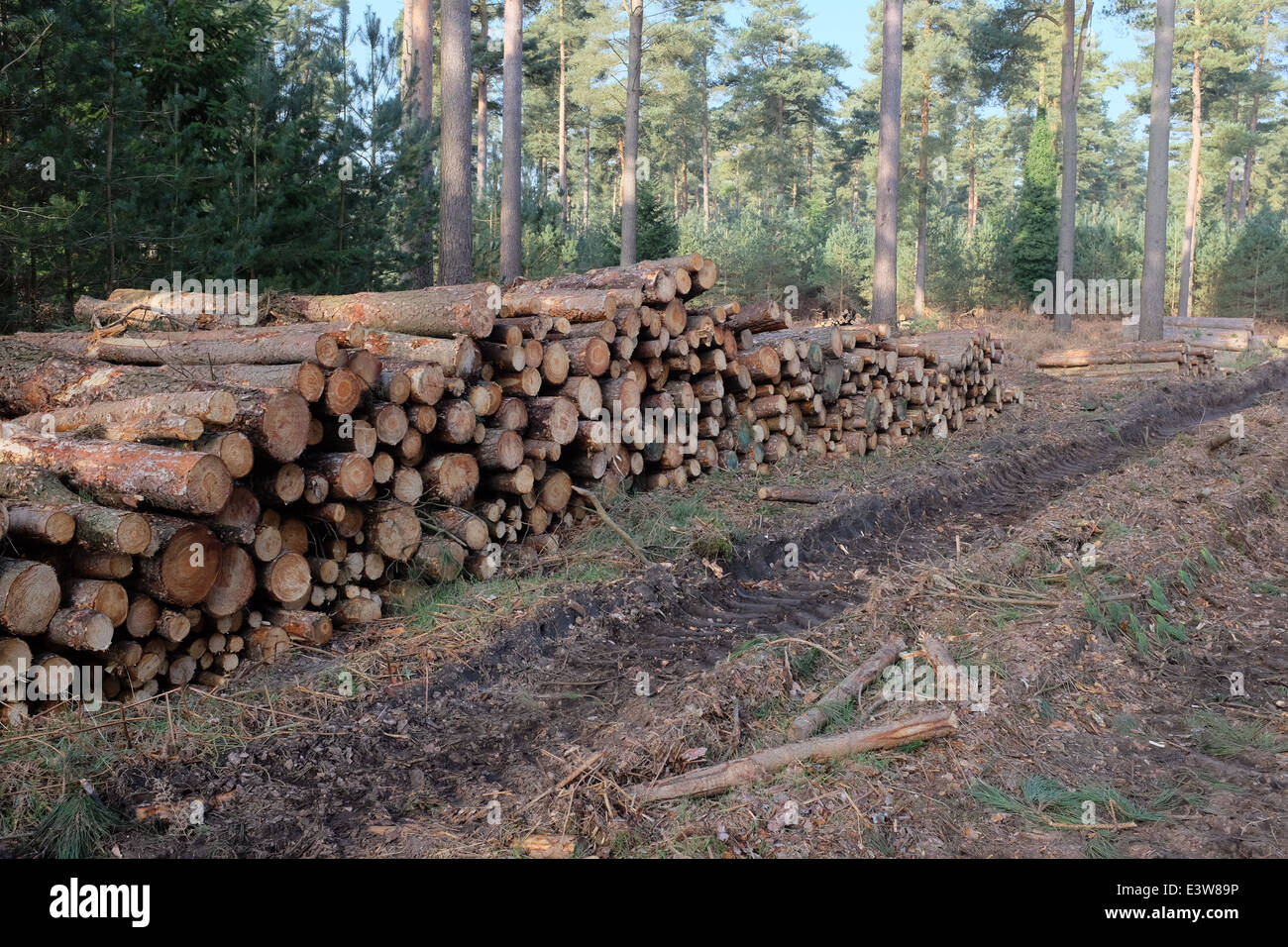 Thetford Forest, Norfolk, England, UK: a stack of pine logs in the ...