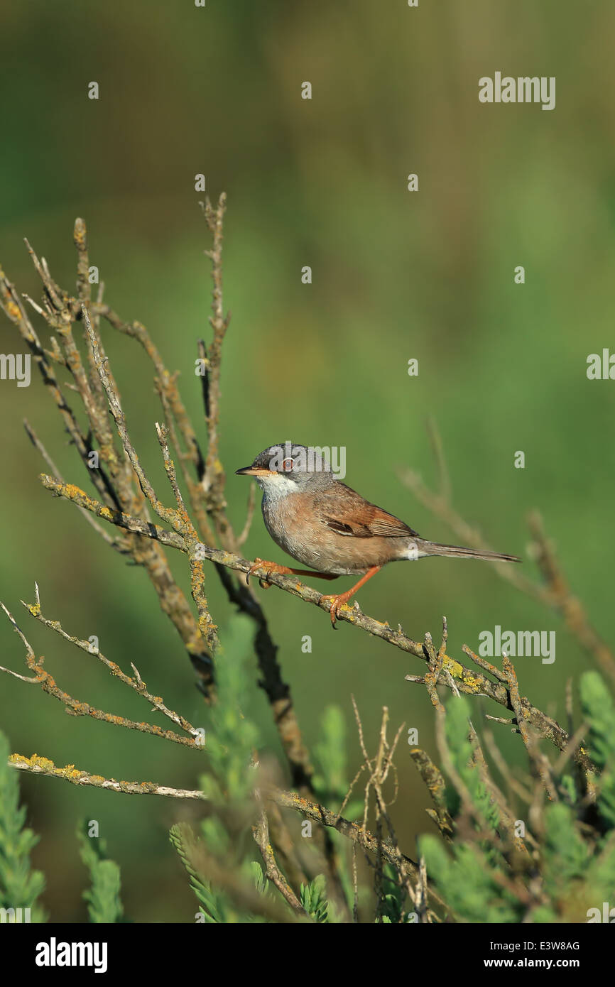 Spectacled Warbler (Sylvia conspicillata Stock Photo - Alamy