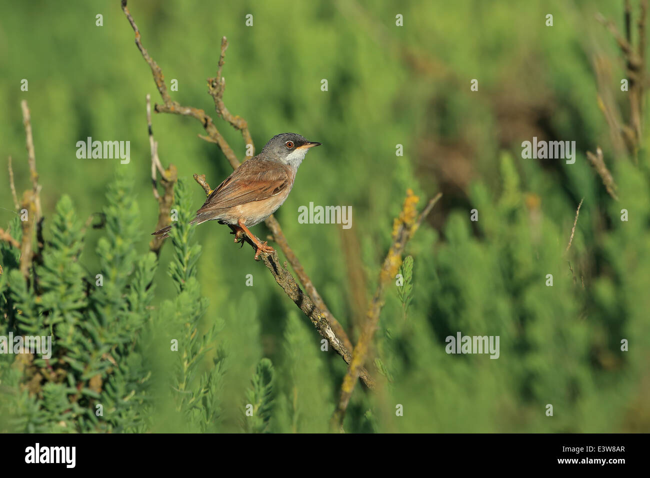 Spectacled Warbler (Sylvia conspicillata Stock Photo - Alamy