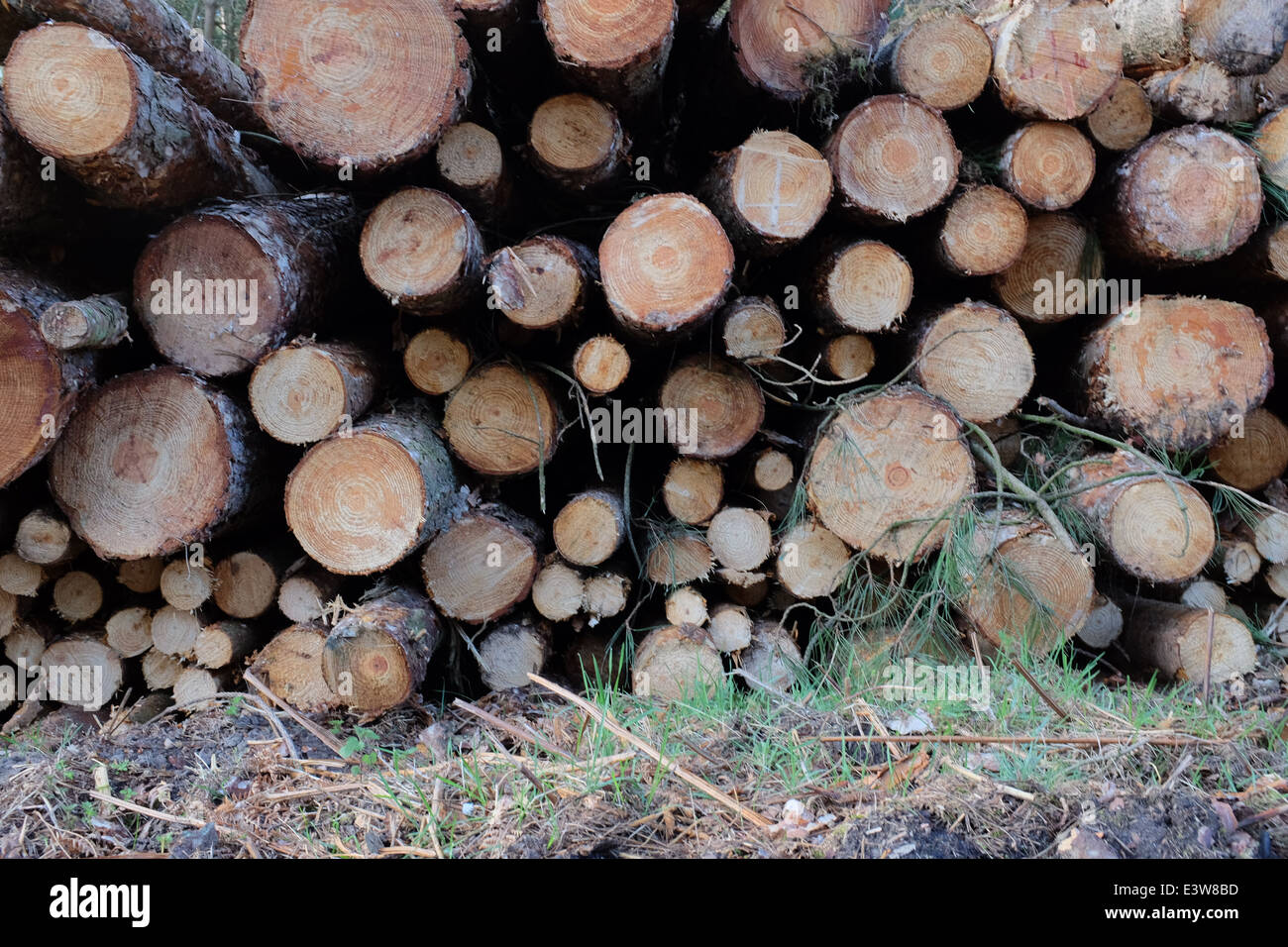 Softwood timber hi-res stock photography and images - Alamy
