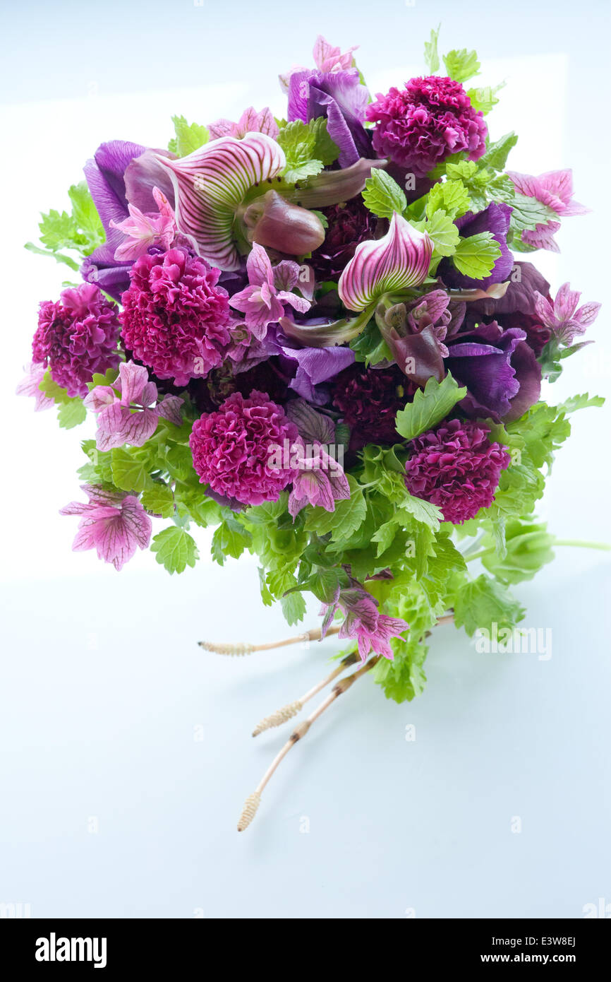 Molucca balm hi-res stock photography and images - Alamy