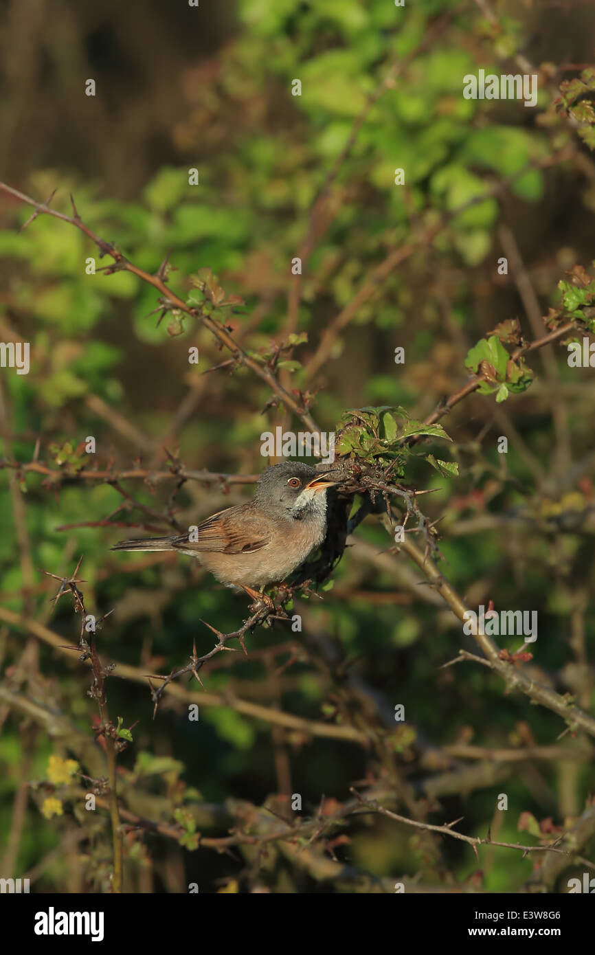 Spectacled Warbler (Sylvia conspicillata Stock Photo - Alamy