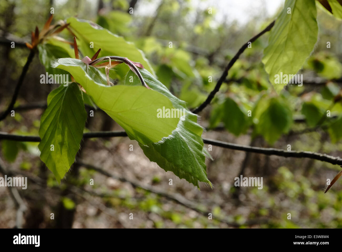 Young beech tree hi-res stock photography and images - Alamy