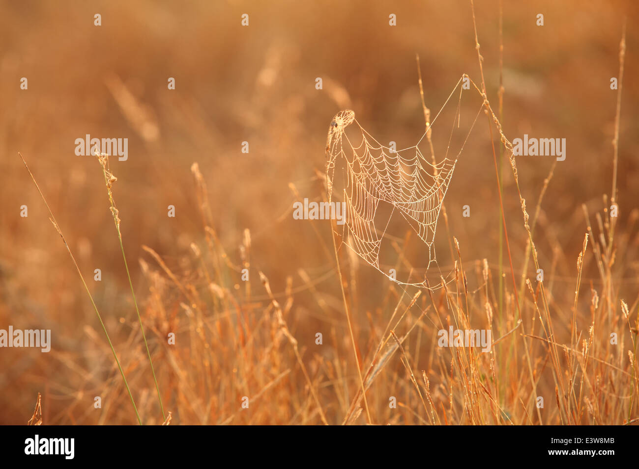 Dawn over the African bushveld Stock Photo - Alamy