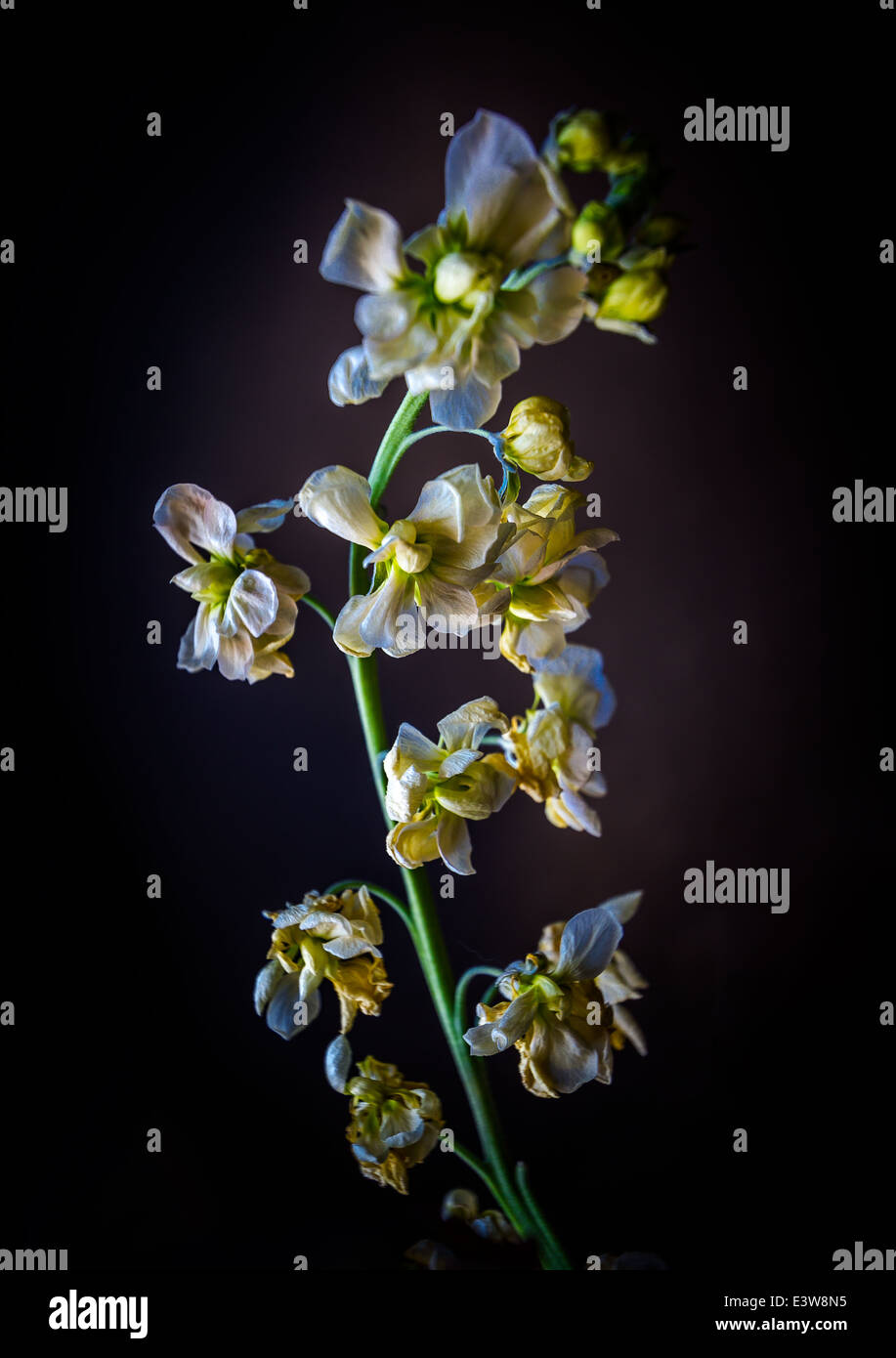 Spray Of Small White Flowers High Resolution Stock Photography and ...