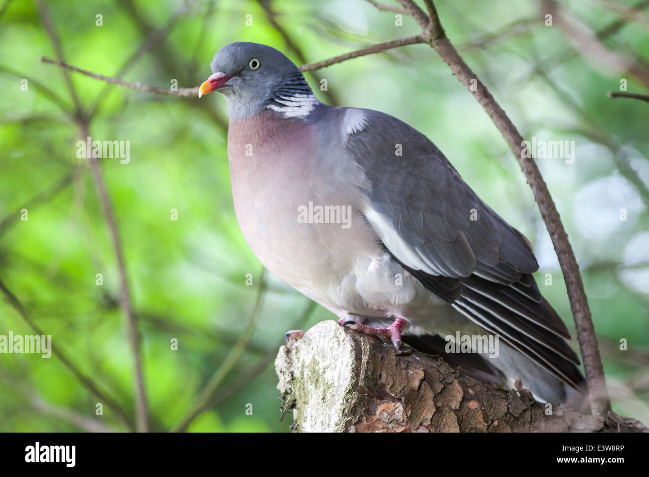 Animals bird tourist attraction wood pigeon hi-res stock photography ...