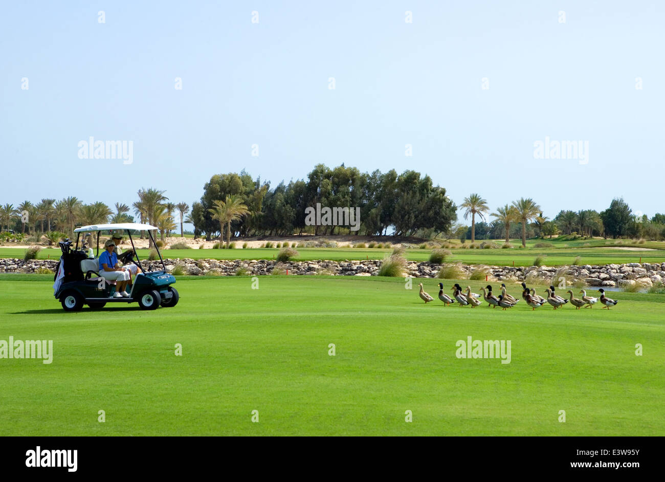 Qatar, Doha, ducks in the Doha Golf Club Stock Photo - Alamy