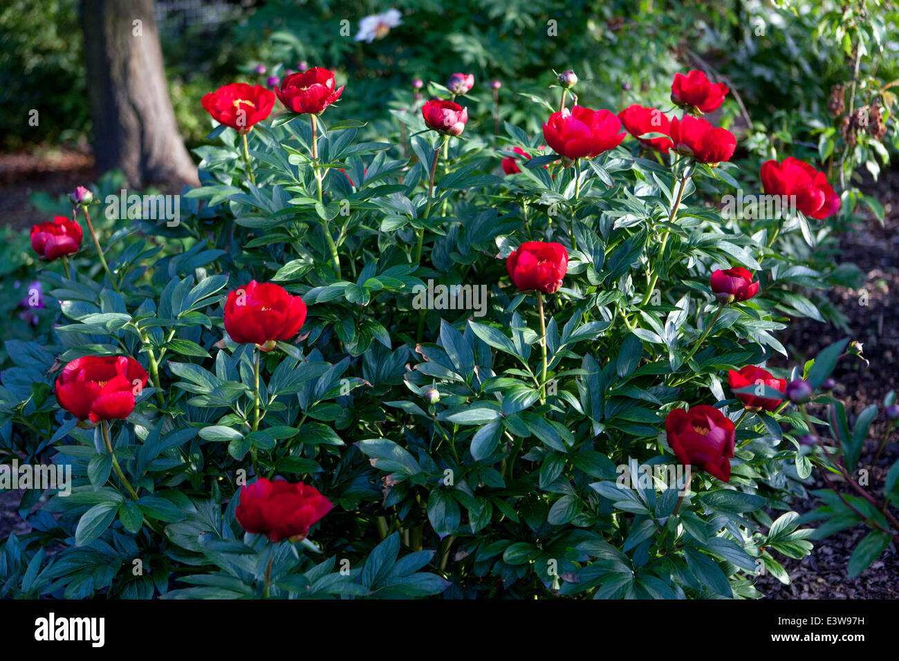 Red peonies are perennial plant, semishrub and shrubs with alternate ...