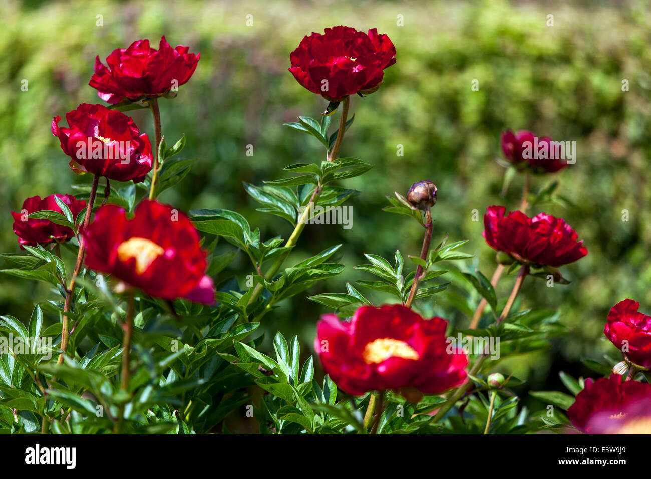 Red peonies are perennial plant, semishrub and shrubs with alternate ...