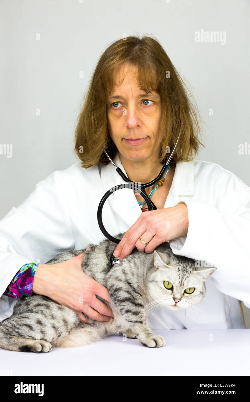 Female veterinarian examing cat Stock Photo - Alamy