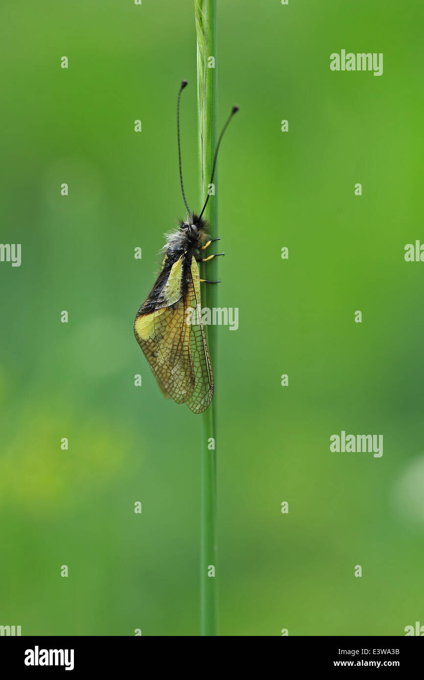 Split-eyed Owlfly species (Libelloides coccajus Stock Photo - Alamy