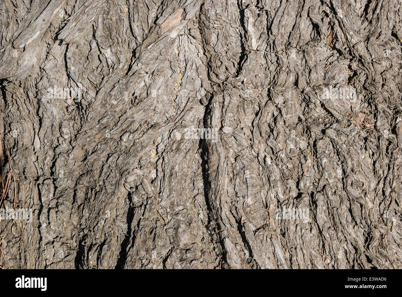Old tree bark ridges hi-res stock photography and images - Alamy