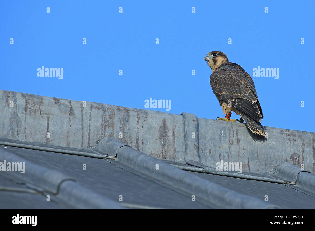 Peregrine (Falco peregrinus Stock Photo - Alamy