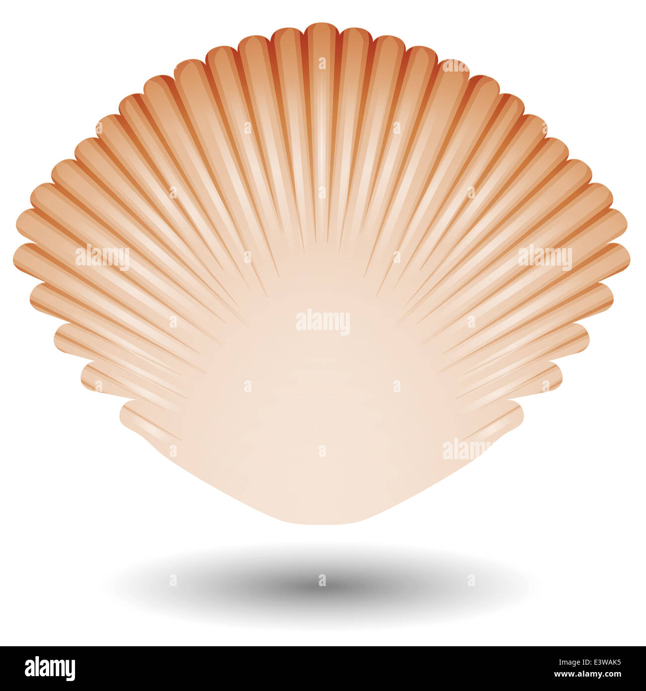 Snail shell icon hi-res stock photography and images - Alamy