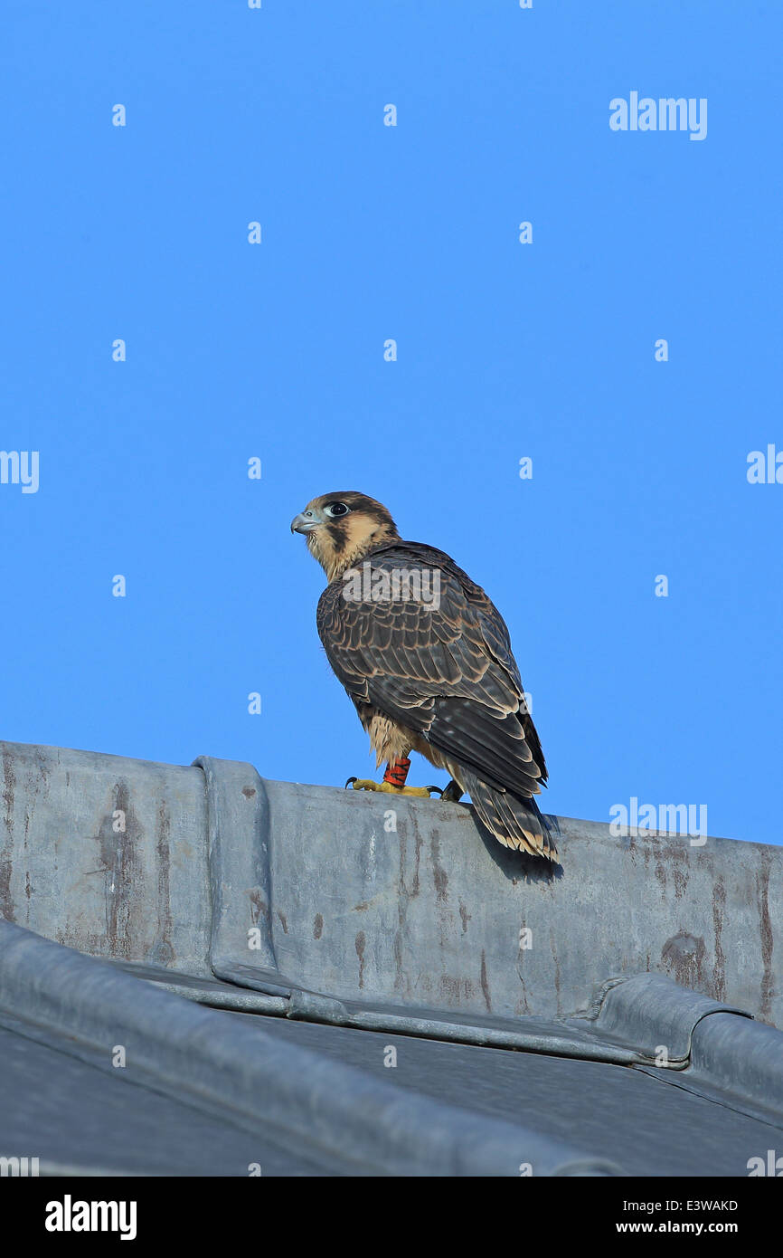 Peregrine (Falco peregrinus Stock Photo - Alamy