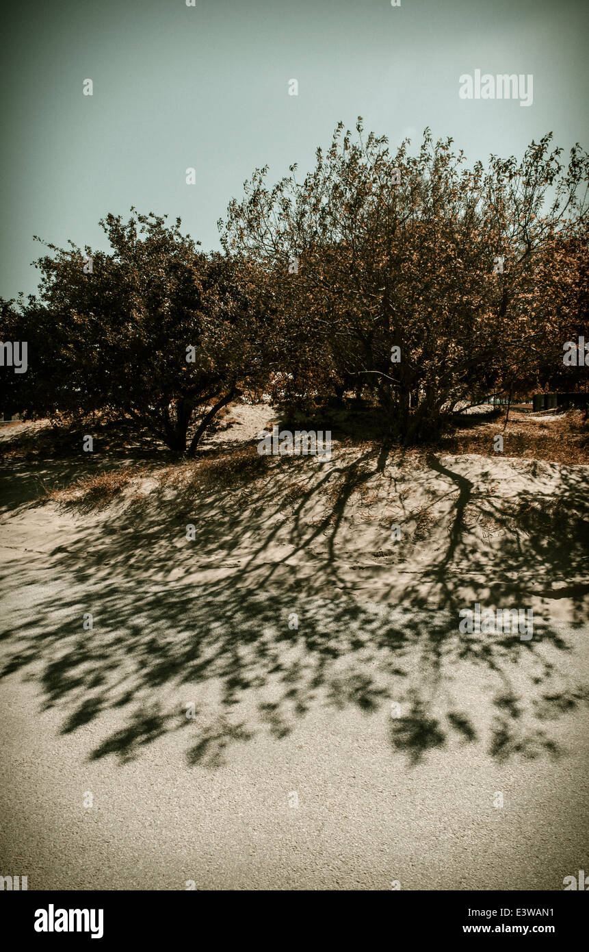 Trees with shadows Lake Michigan Chicago USA Stock Photo - Alamy