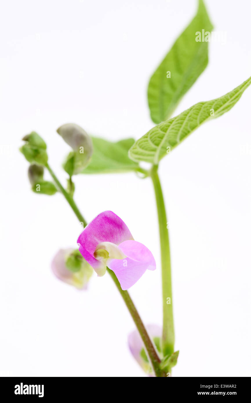 Bean flower closeup Cut Out Stock Images & Pictures - Alamy