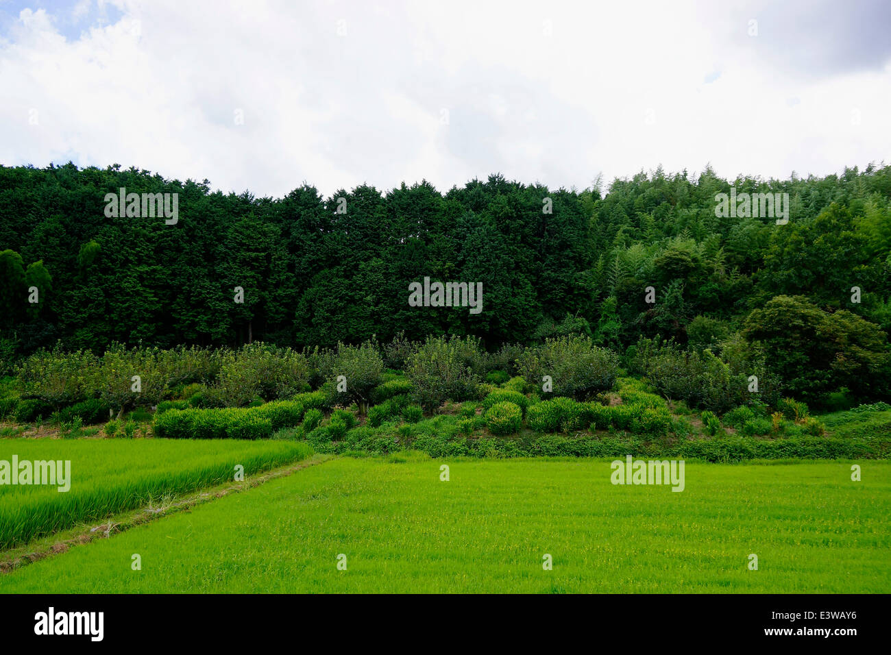 Nara greenery hi-res stock photography and images - Alamy