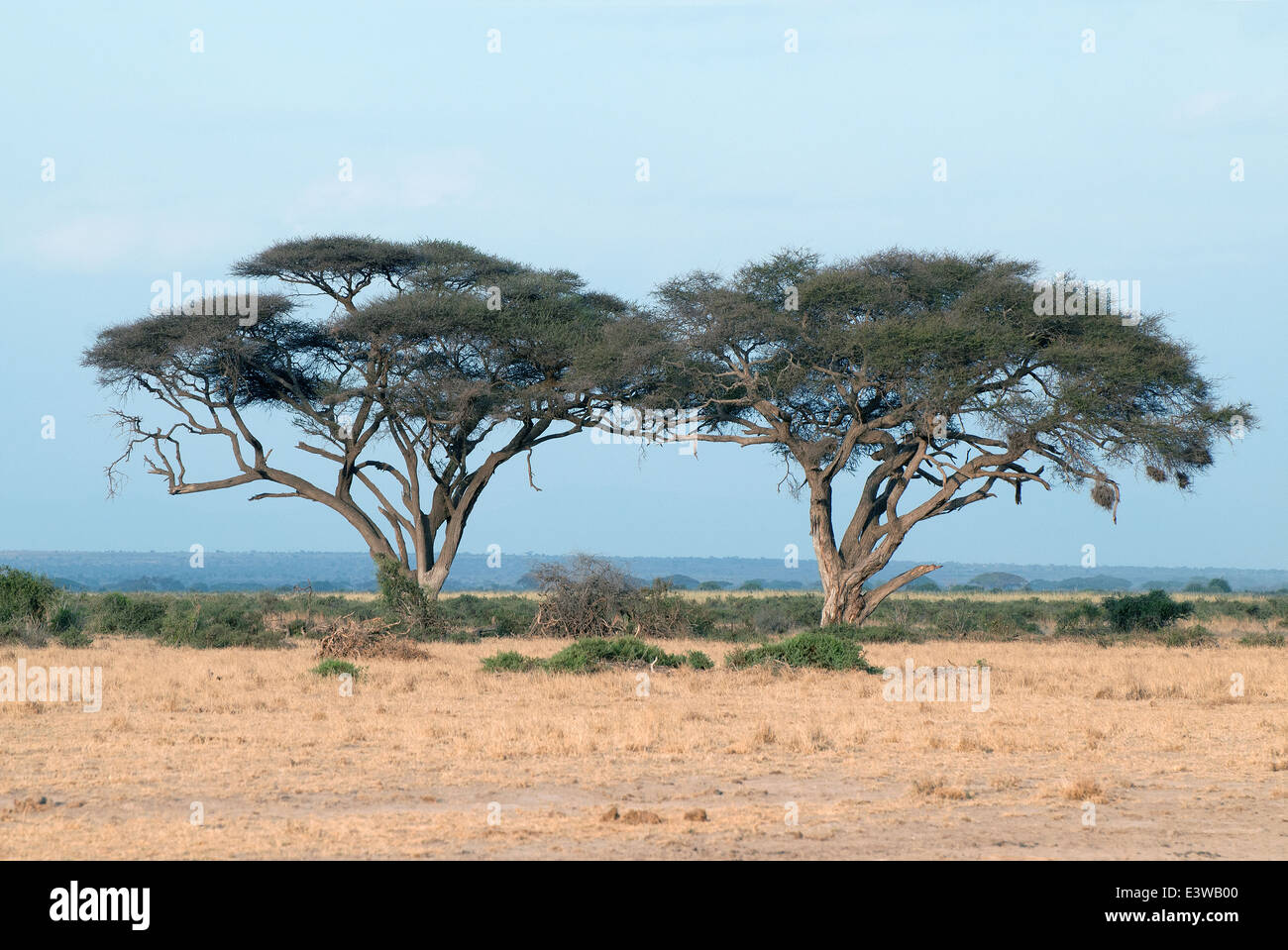 Umbrella Thorn Acacia Tortilis Trees Photograph By Gerry Ellis