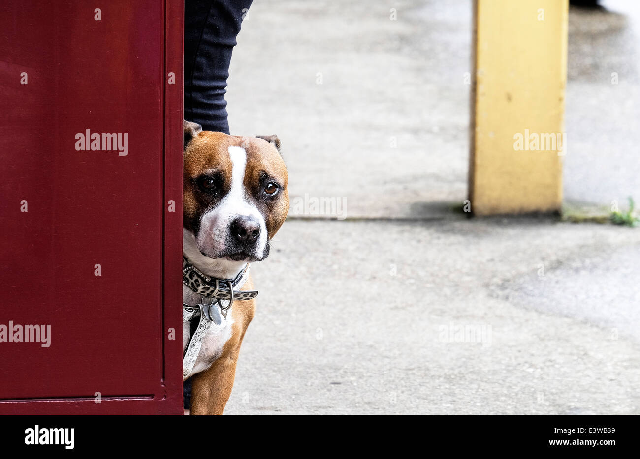 A dog making direct eye contact Stock Photo - Alamy