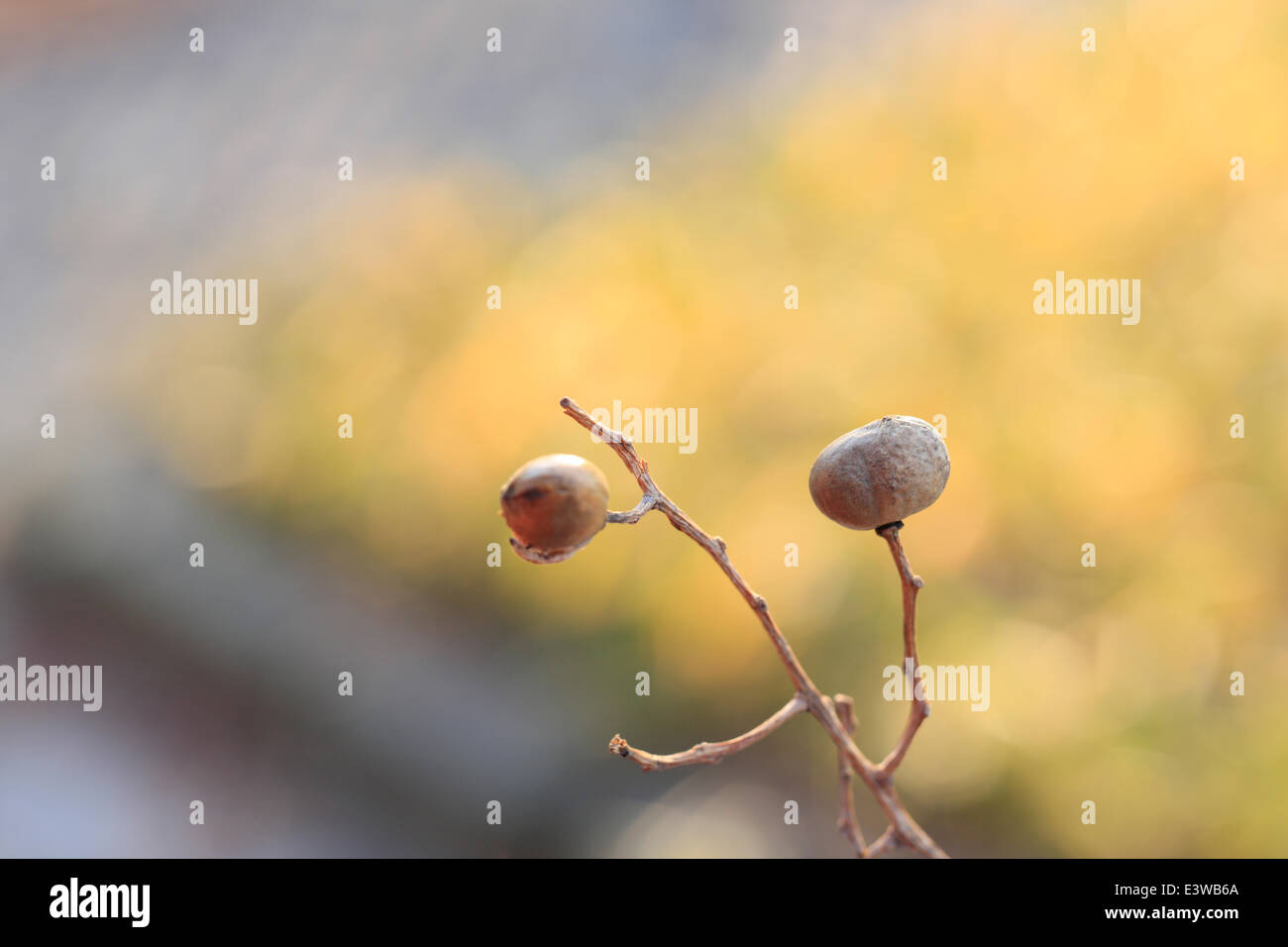 Japanese wax tree hi-res stock photography and images - Alamy