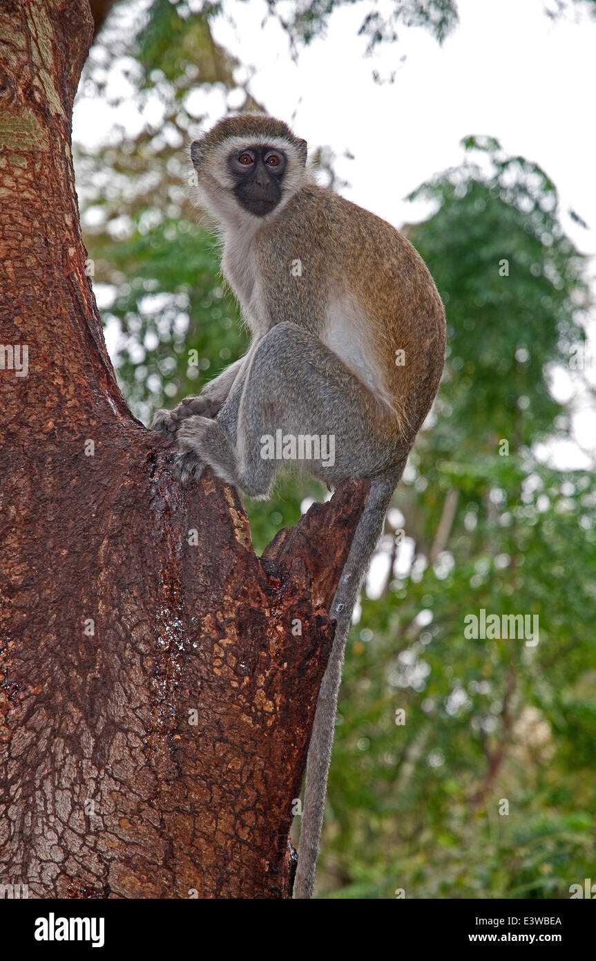 Black faced Vervet Monkey in Yellow Barked Acacia tree in Amboseli ...
