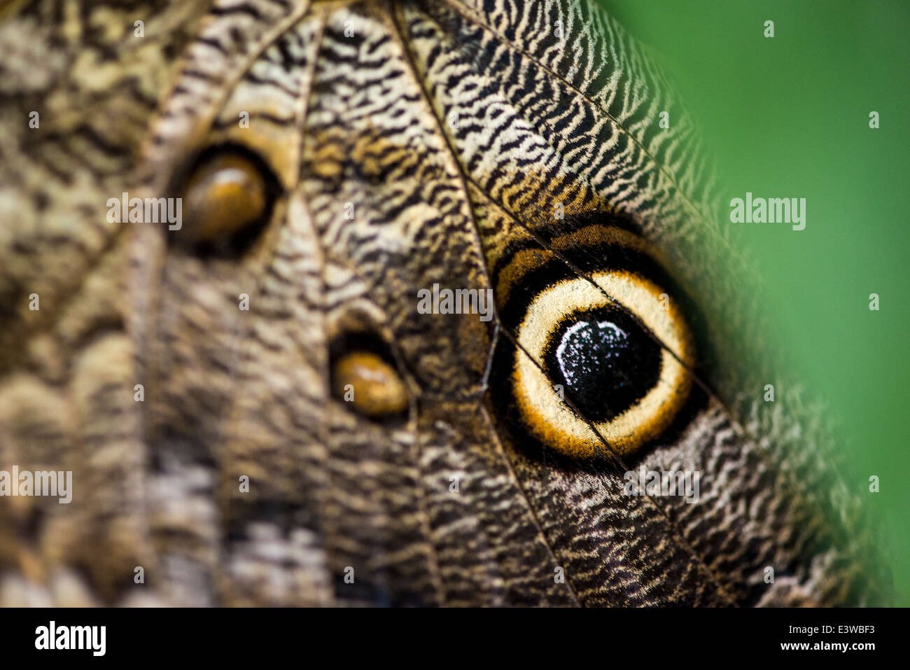 Close up macro photograph of wing of owl butterfly with a clip of green ...