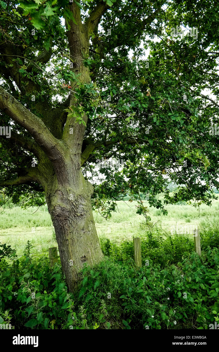 English countryside portrait view hi-res stock photography and images ...