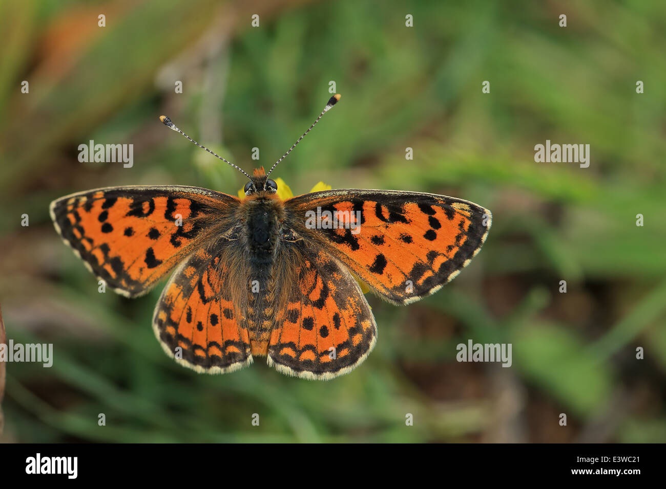 Lesser Spotted Fritillary (Melitaea trivia Stock Photo - Alamy