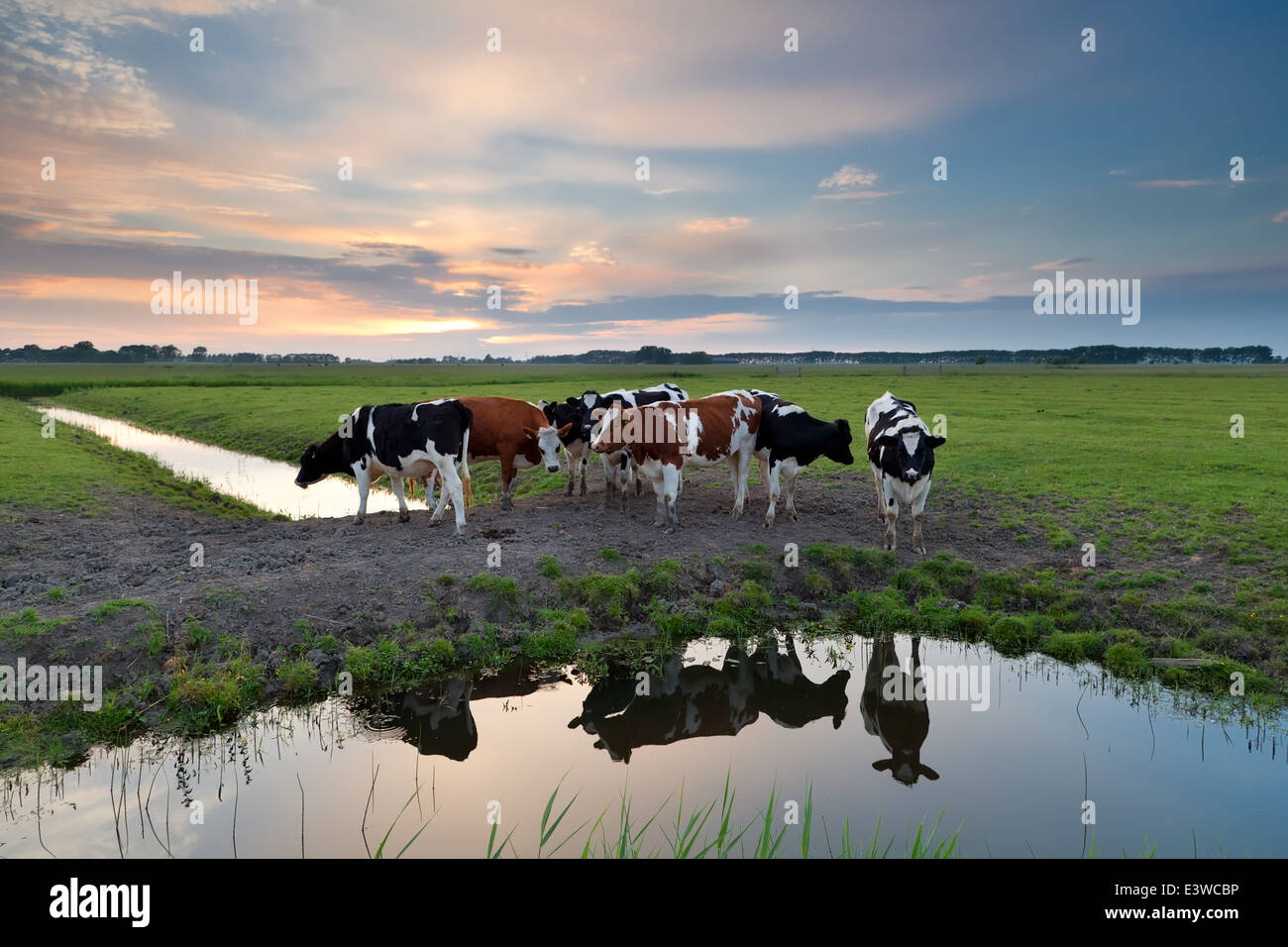 few cows by river at sunset in summer Stock Photo - Alamy