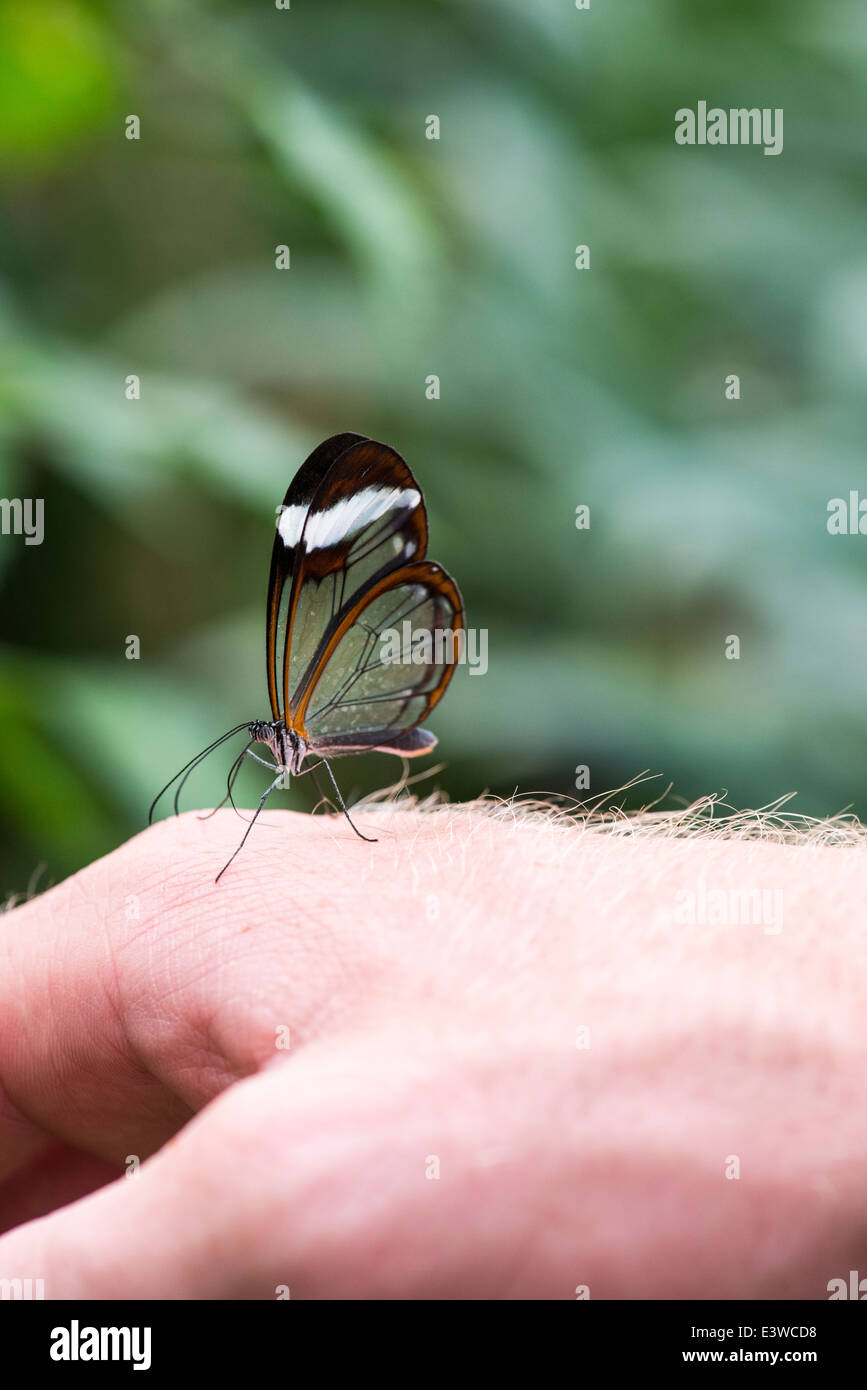 Side profile butterfly hi-res stock photography and images - Alamy