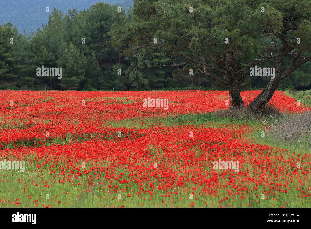 Poppy birds hi-res stock photography and images - Alamy