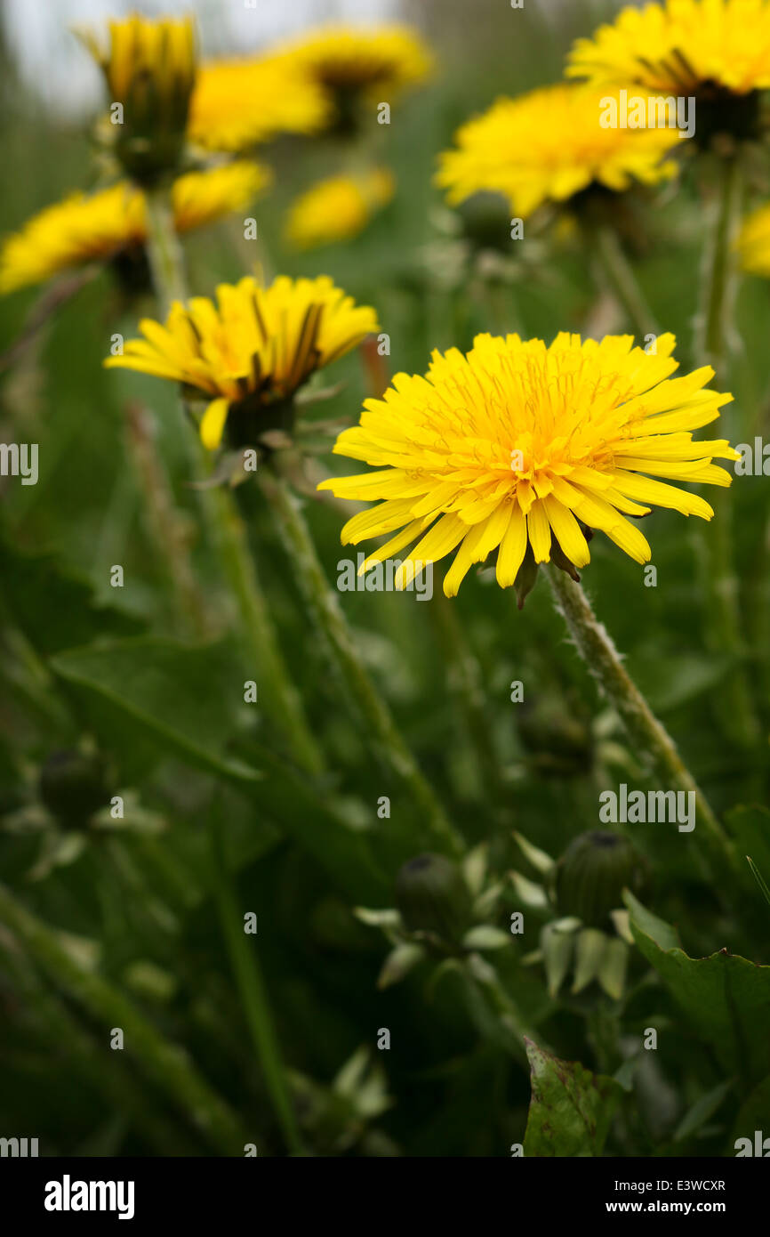 Dandelions fields hi-res stock photography and images - Alamy