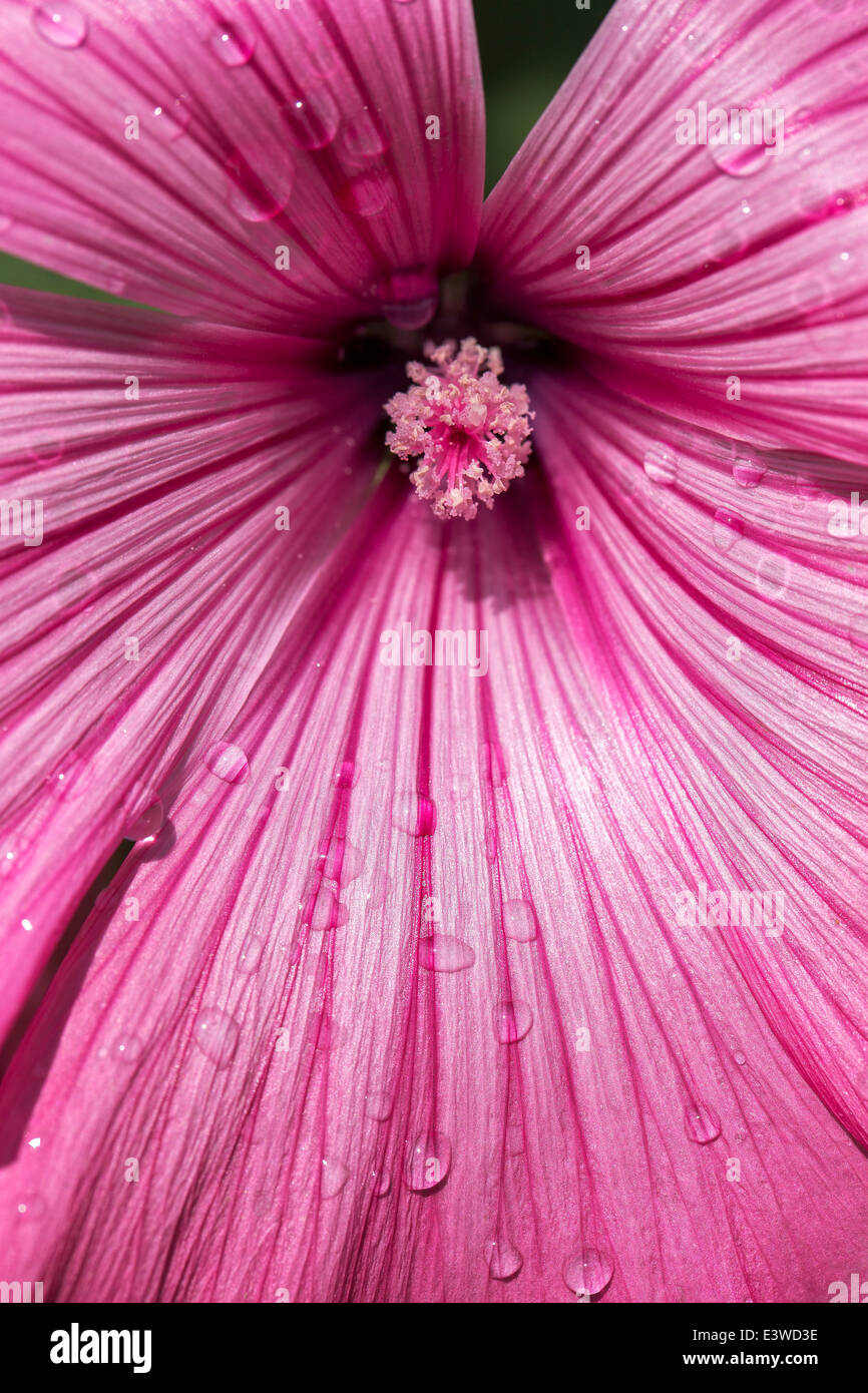 Mallow - with water drops Stock Photo - Alamy